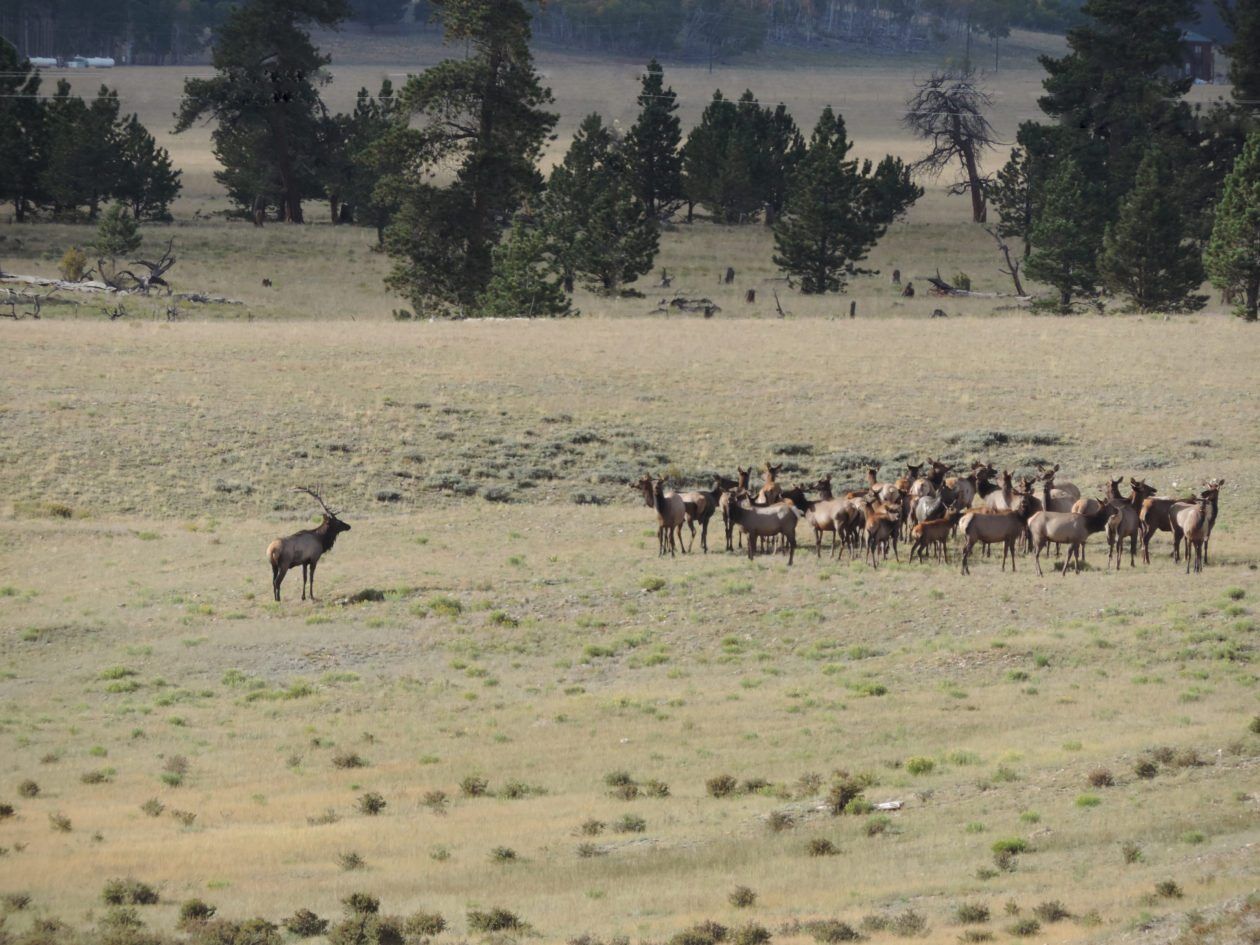 Hunting Ranches For Sale In Colorado at Elaine Osborn blog